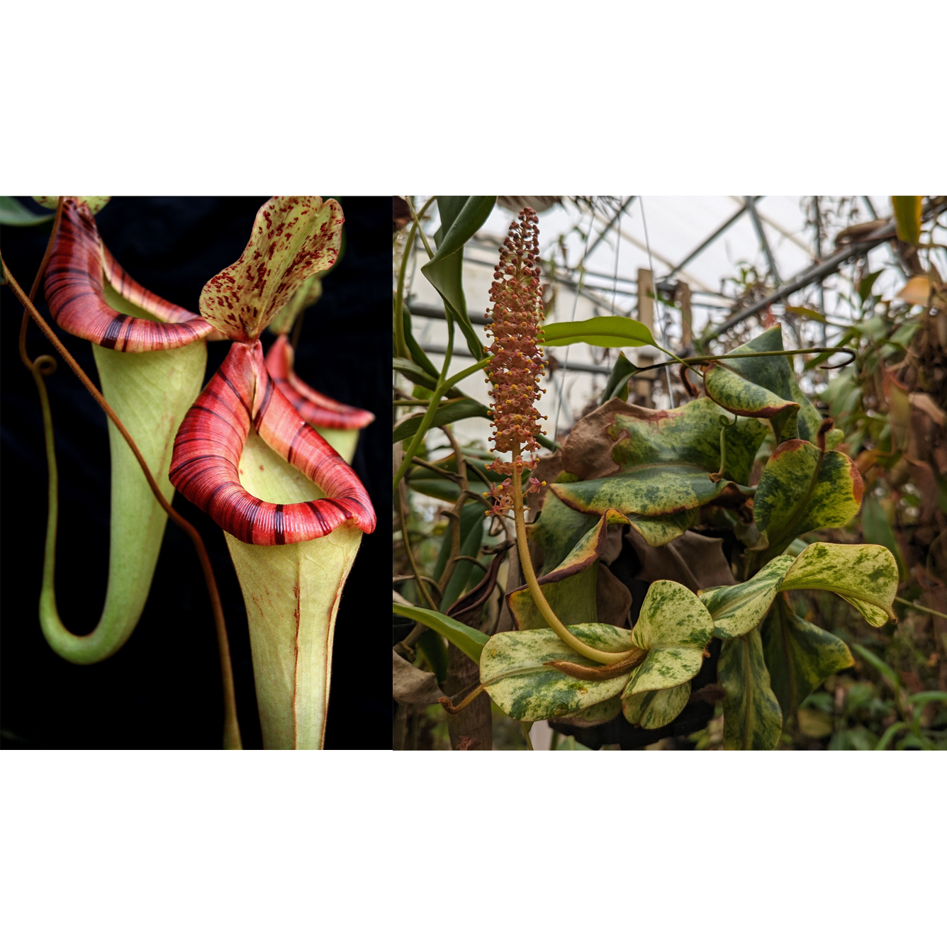 Nepenthes {[(lowii x veitchii) x boschiana] x platychila HM} x veitchi ...