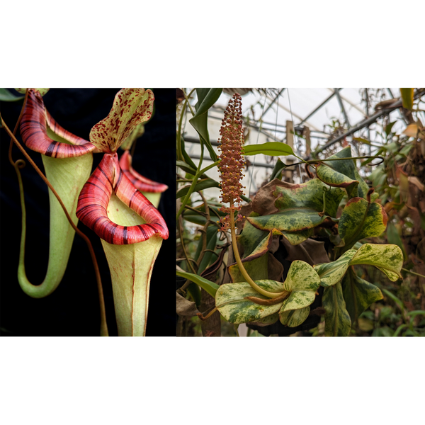 Nepenthes {[(lowii x veitchii) x boschiana] x platychila HM} x veitchi – Carnivero