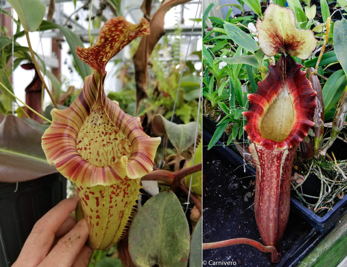 Nepenthes (veitchii x platychila) x [(lowii x veitchii) x boschiana ...