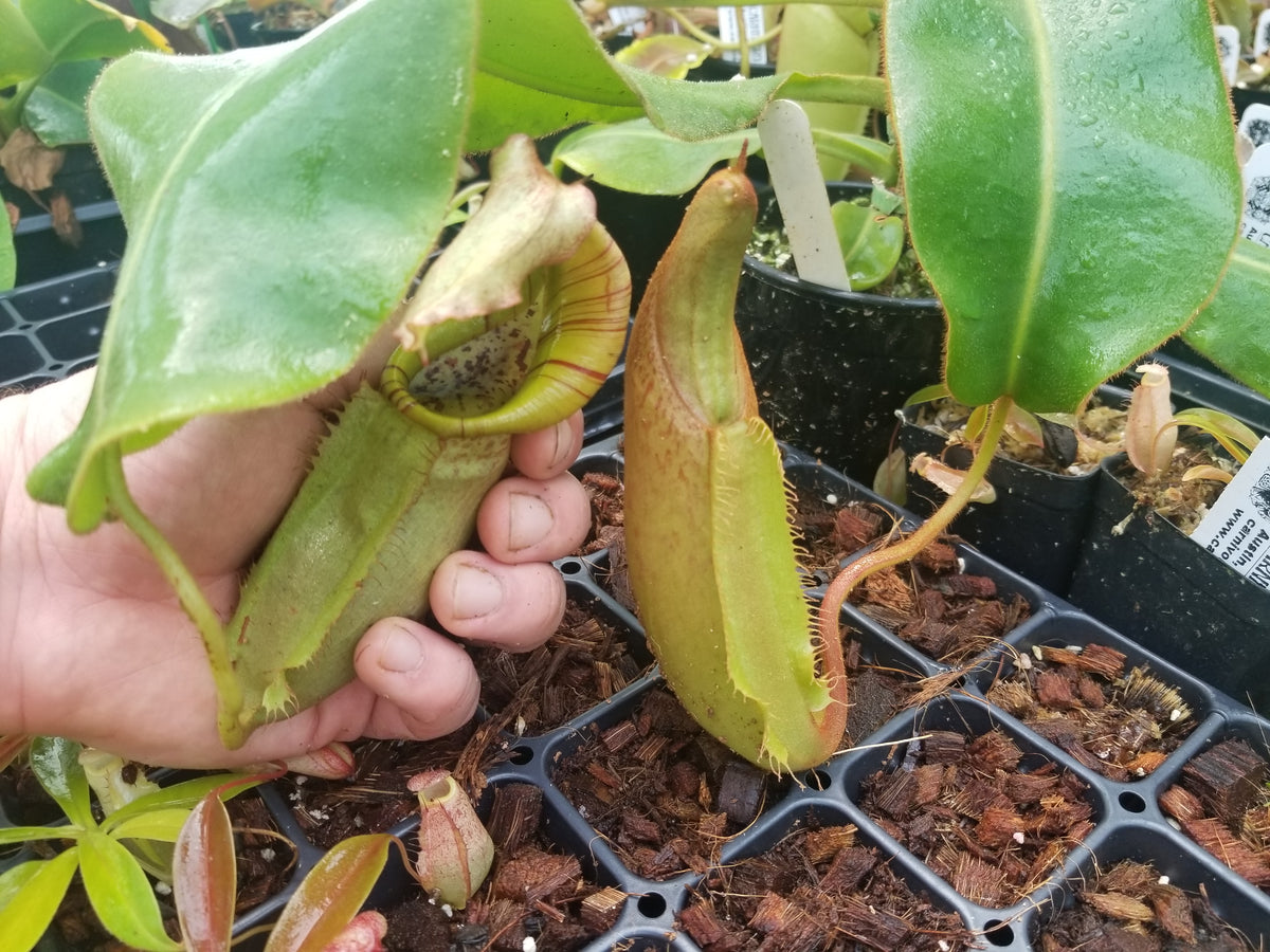 Nepenthes maxima x veitchii, specimen – Carnivero