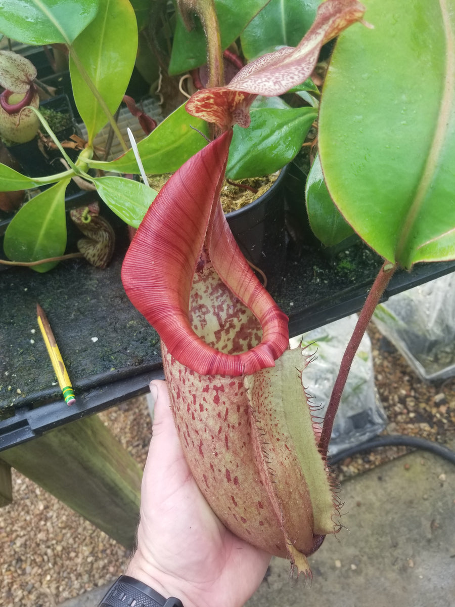 Nepenthes maxima x veitchii, specimen – Carnivero