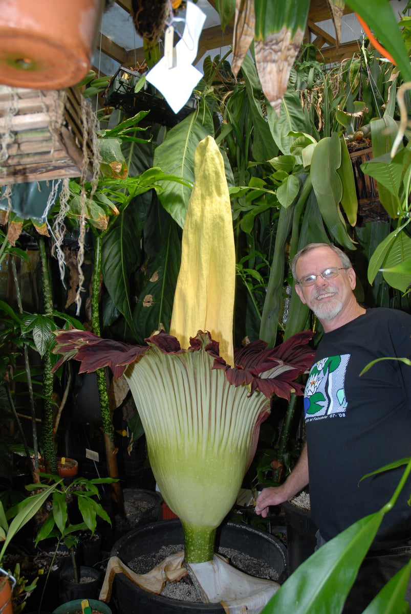 Amorphophallus titanum, Corpse Flower, Corpse Plant – Carnivero