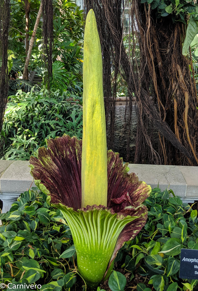Amorphophallus titanum, Corpse Flower, Corpse Plant – Carnivero