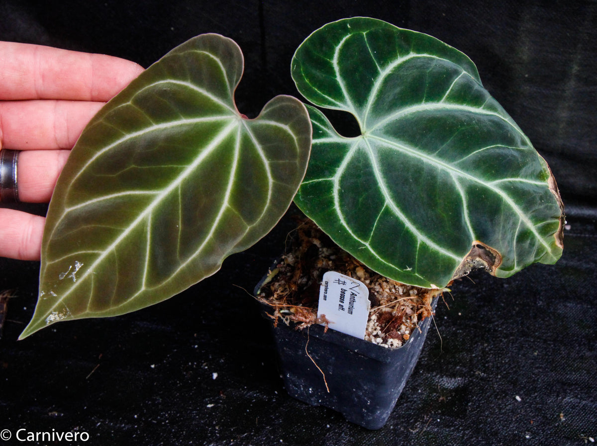 Anthurium sp. nov Darién (besseae aff.) – Carnivero