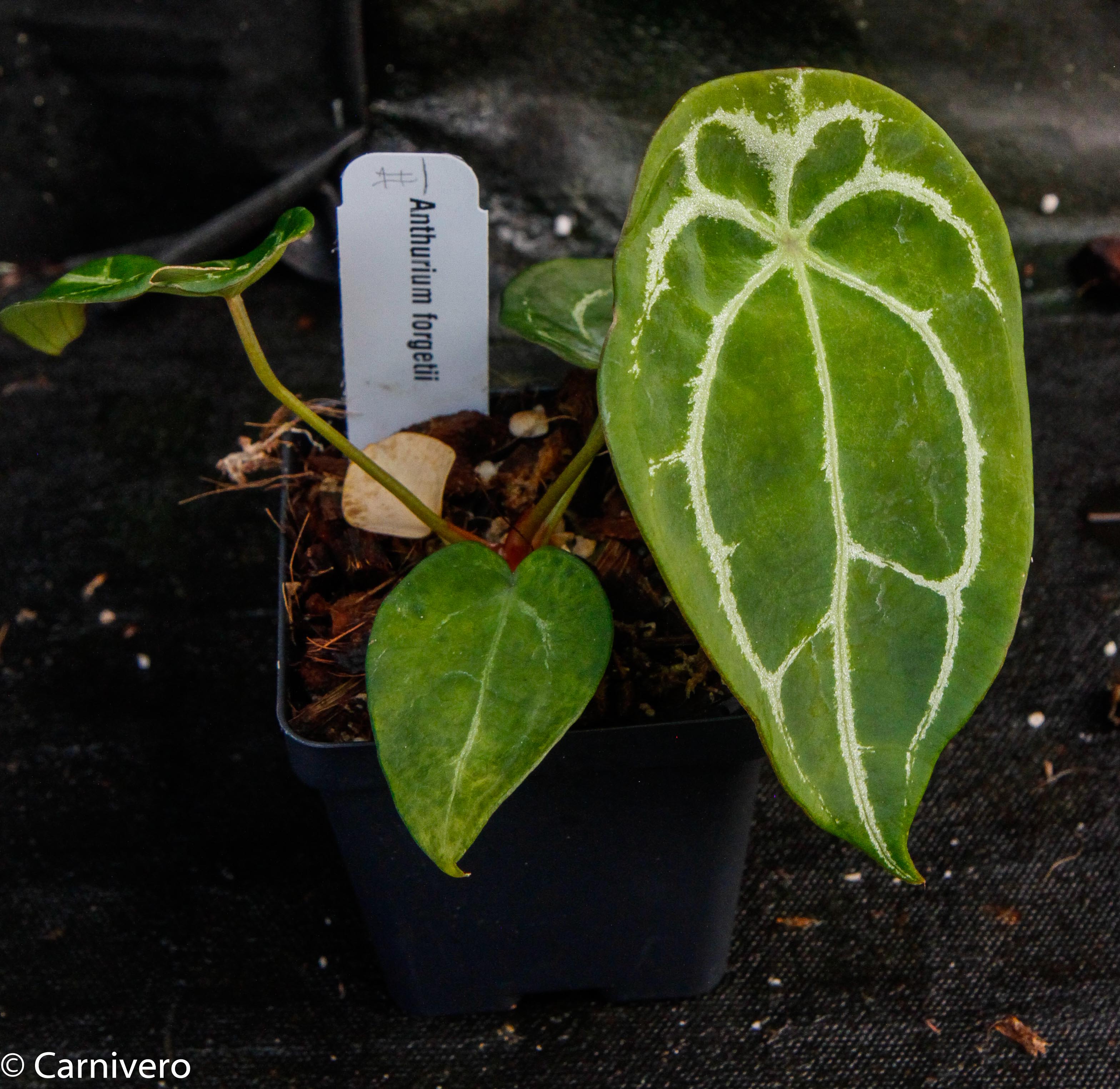 Anthurium forgetii – Carnivero
