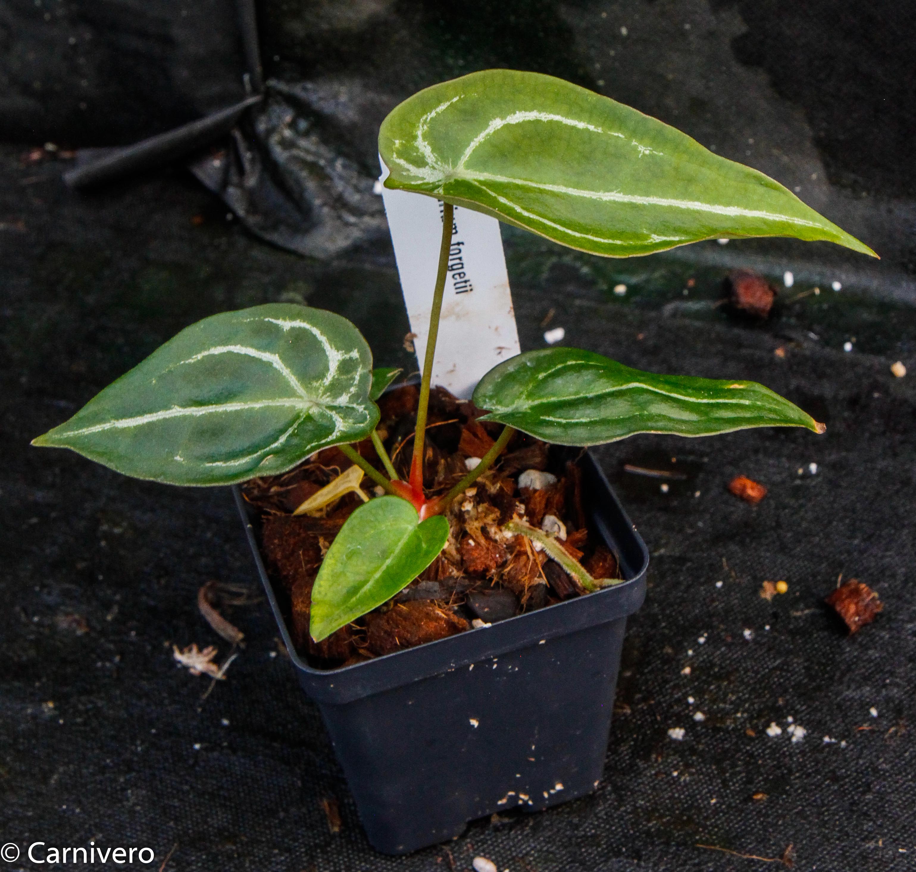 Anthurium forgetii – Carnivero