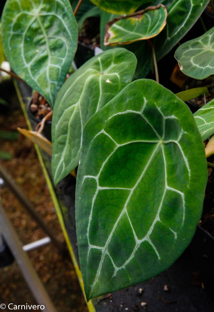 Anthurium forgetii (silver) – Carnivero