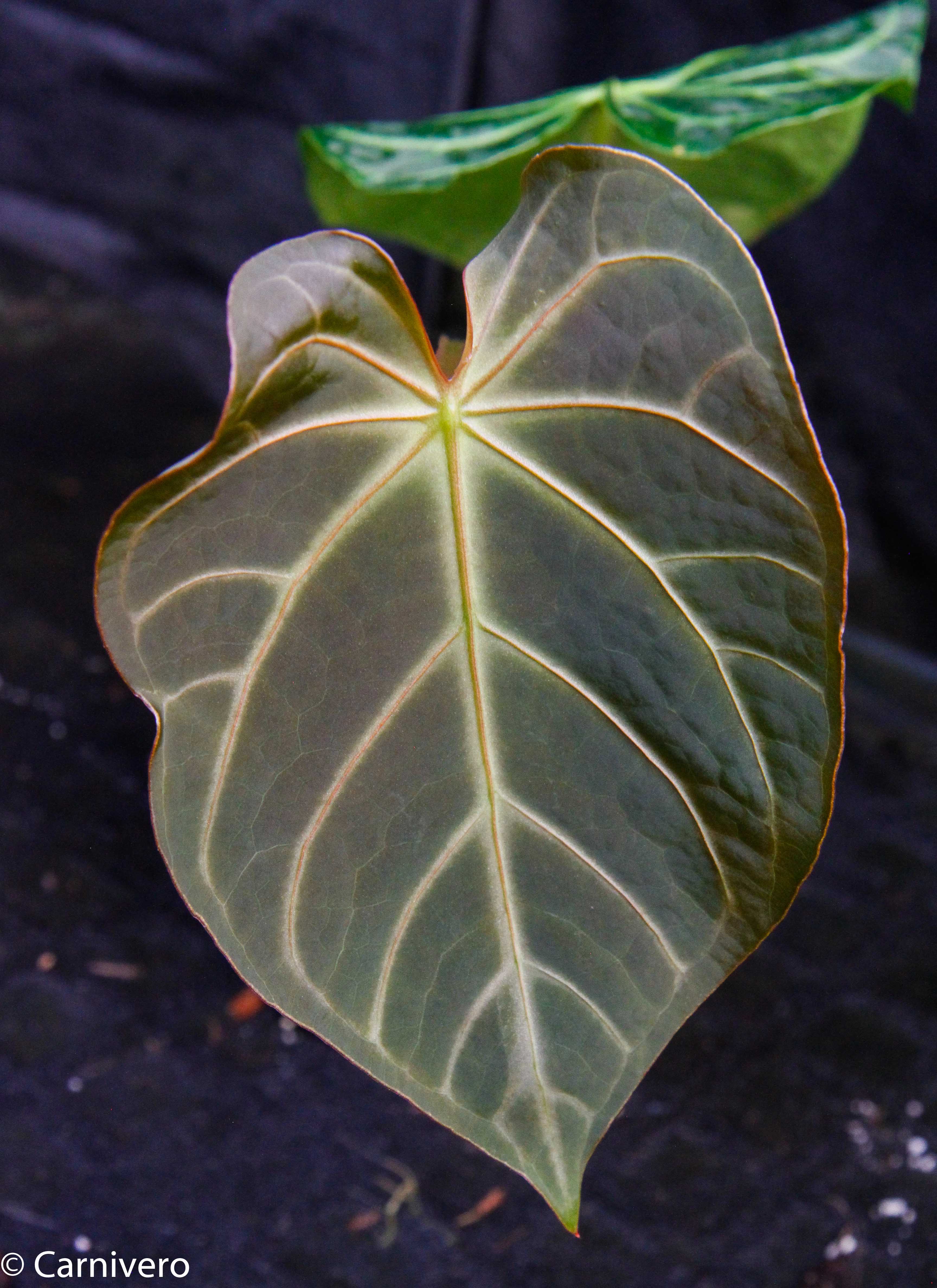 Anthurium magnificum - Exact Plant – Carnivero