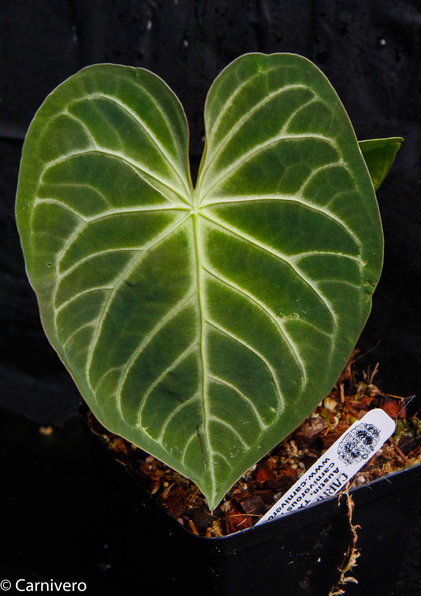 Anthurium magnificum - Exact Plant – Carnivero
