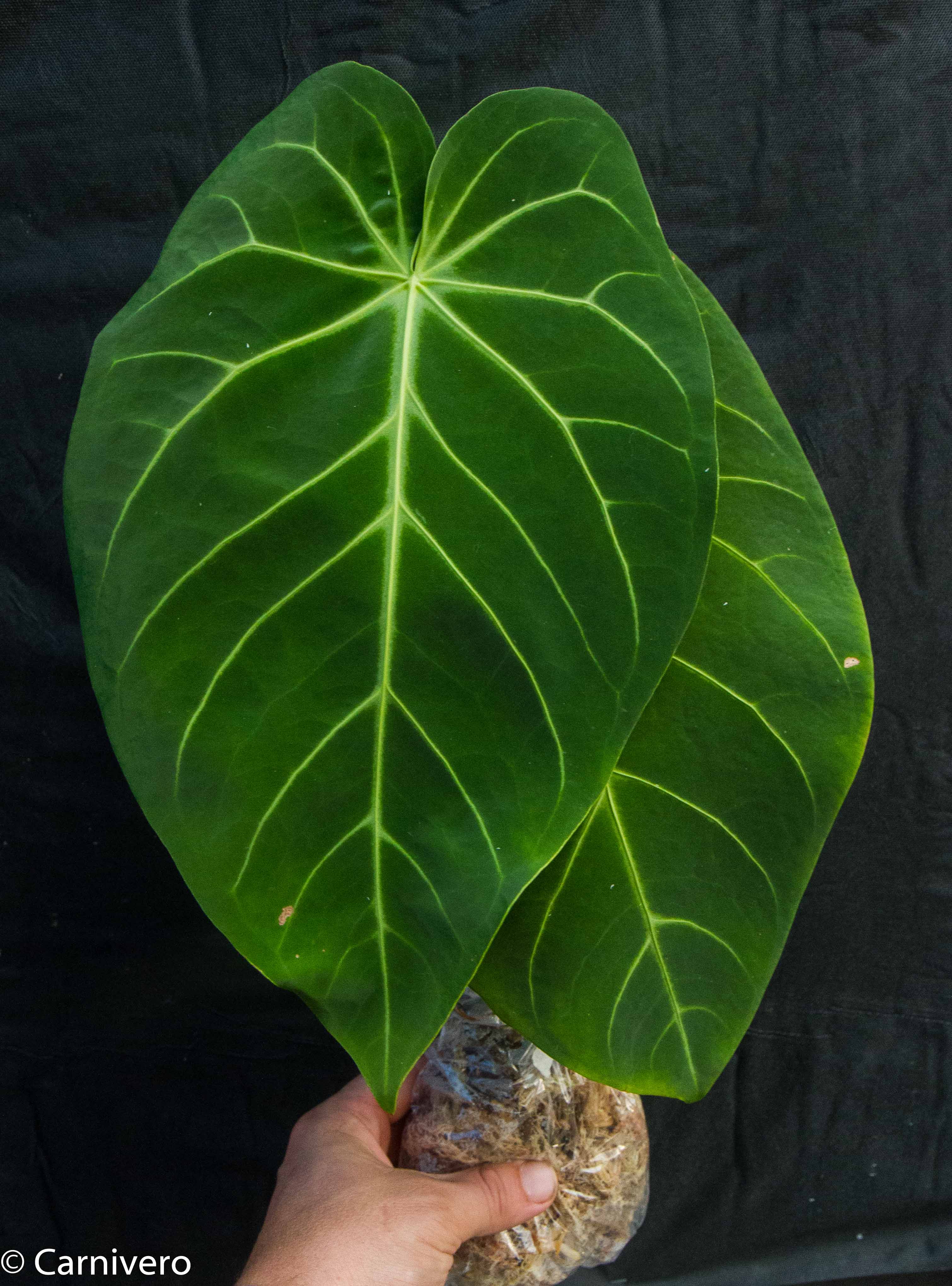 Anthurium magnificum - Exact Plant – Carnivero