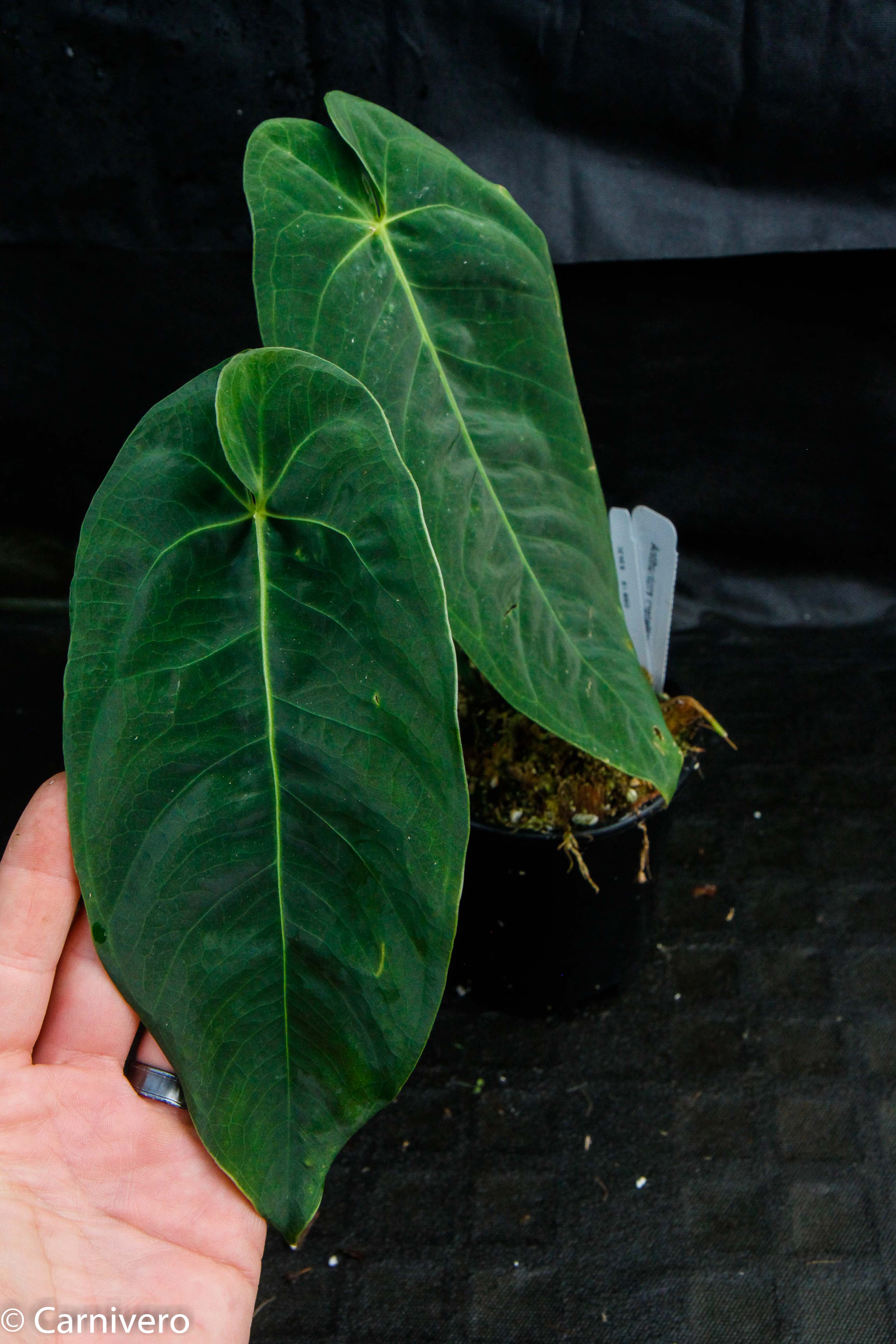 Anthurium metallicum - Exact Plant – Carnivero