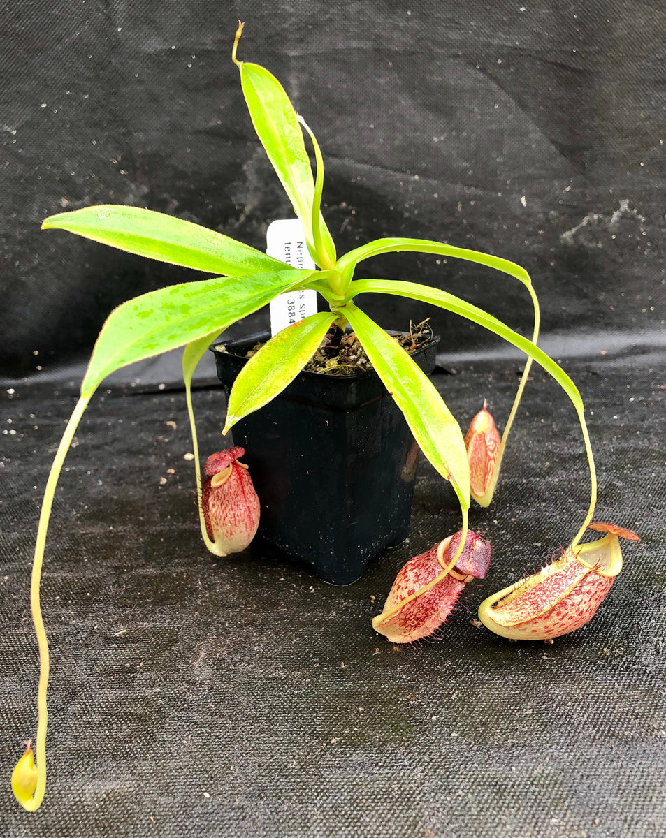 Nepenthes spectabilis x tenuis – Carnivero