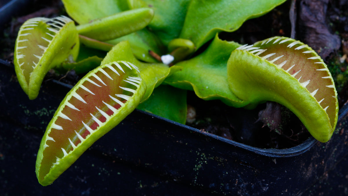 Venus Flytrap- Dionaea muscipula "Alien" – Carnivero