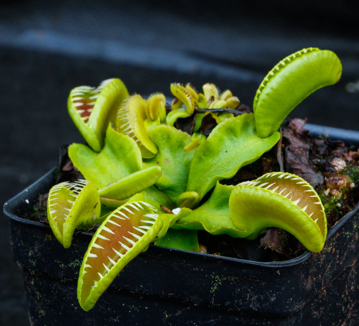 Venus Flytrap- Dionaea muscipula "Alien" – Carnivero
