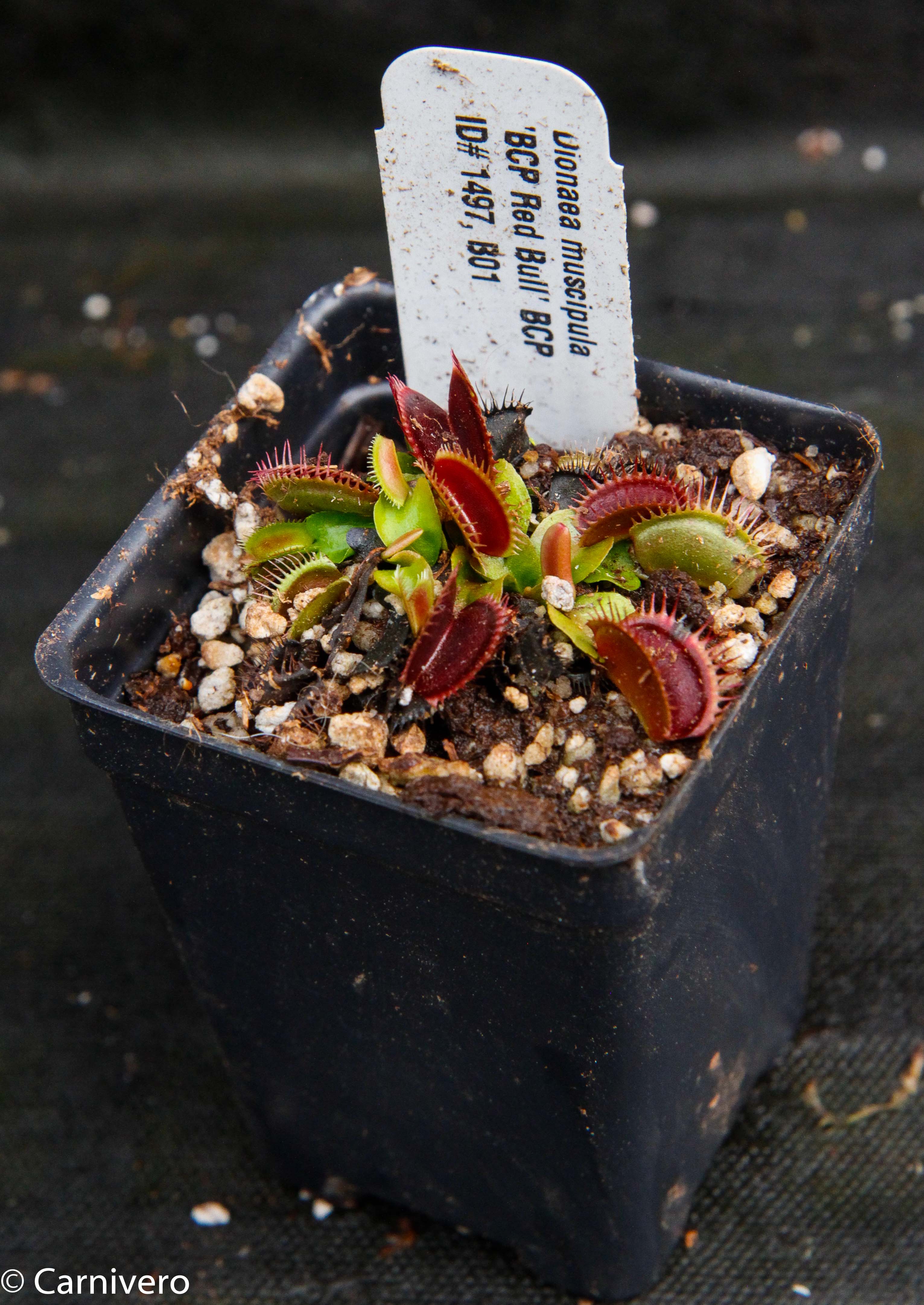 Venus Flytrap- Dionaea muscipula "BCP Red Bull" – Carnivero