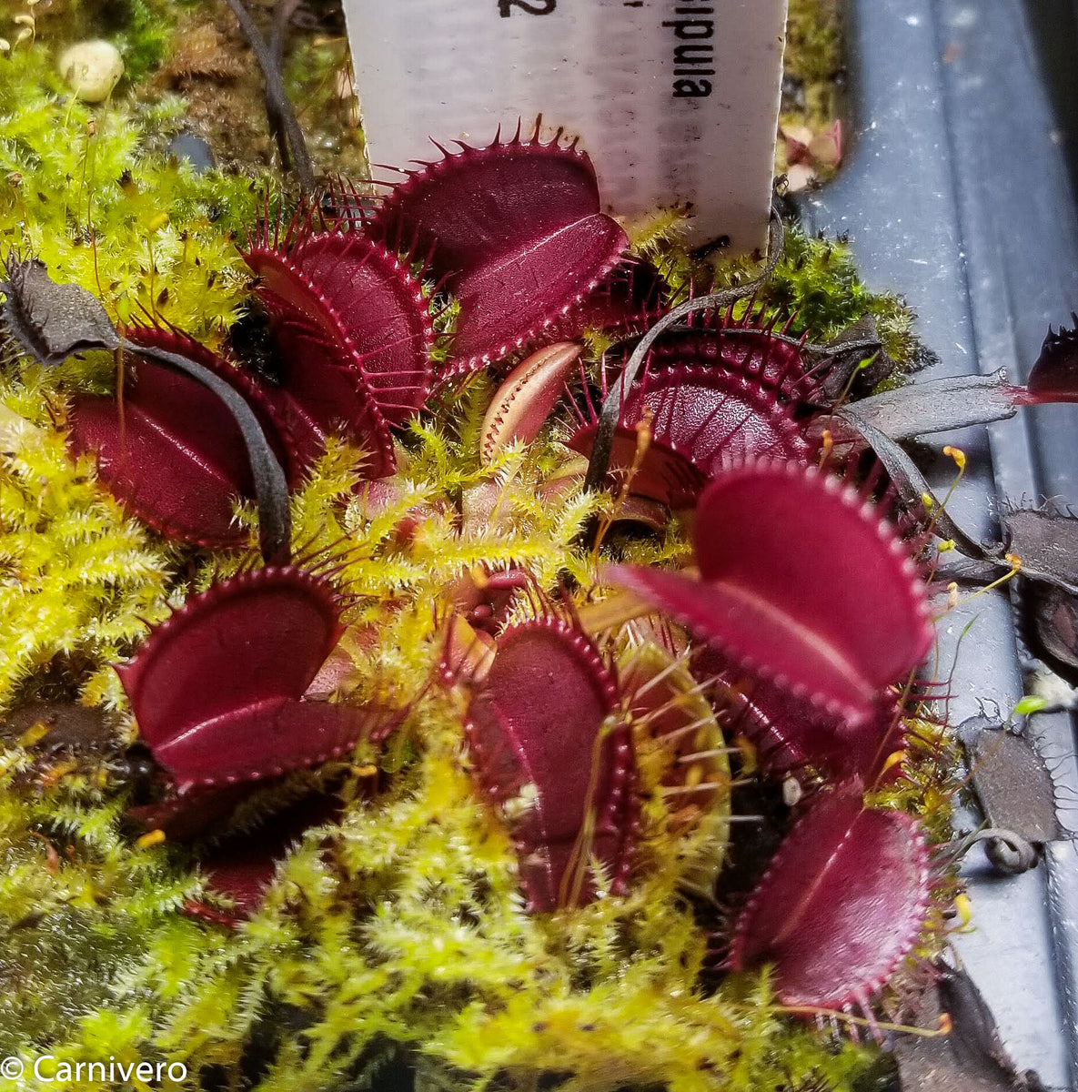 Venus Flytrap- Dionaea muscipula "BCP Phoenix" – Carnivero