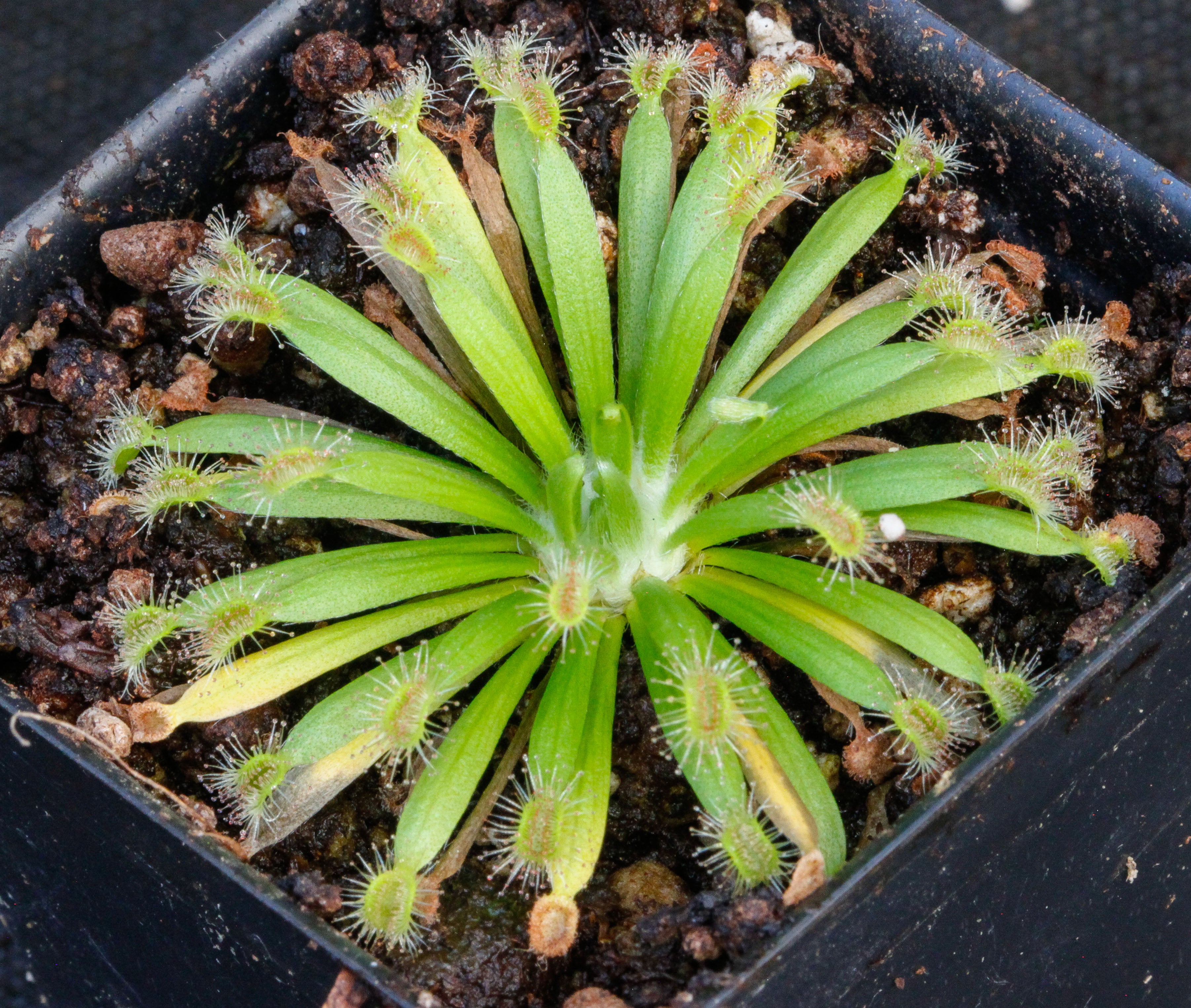 Drosera fulva sundew – Carnivero