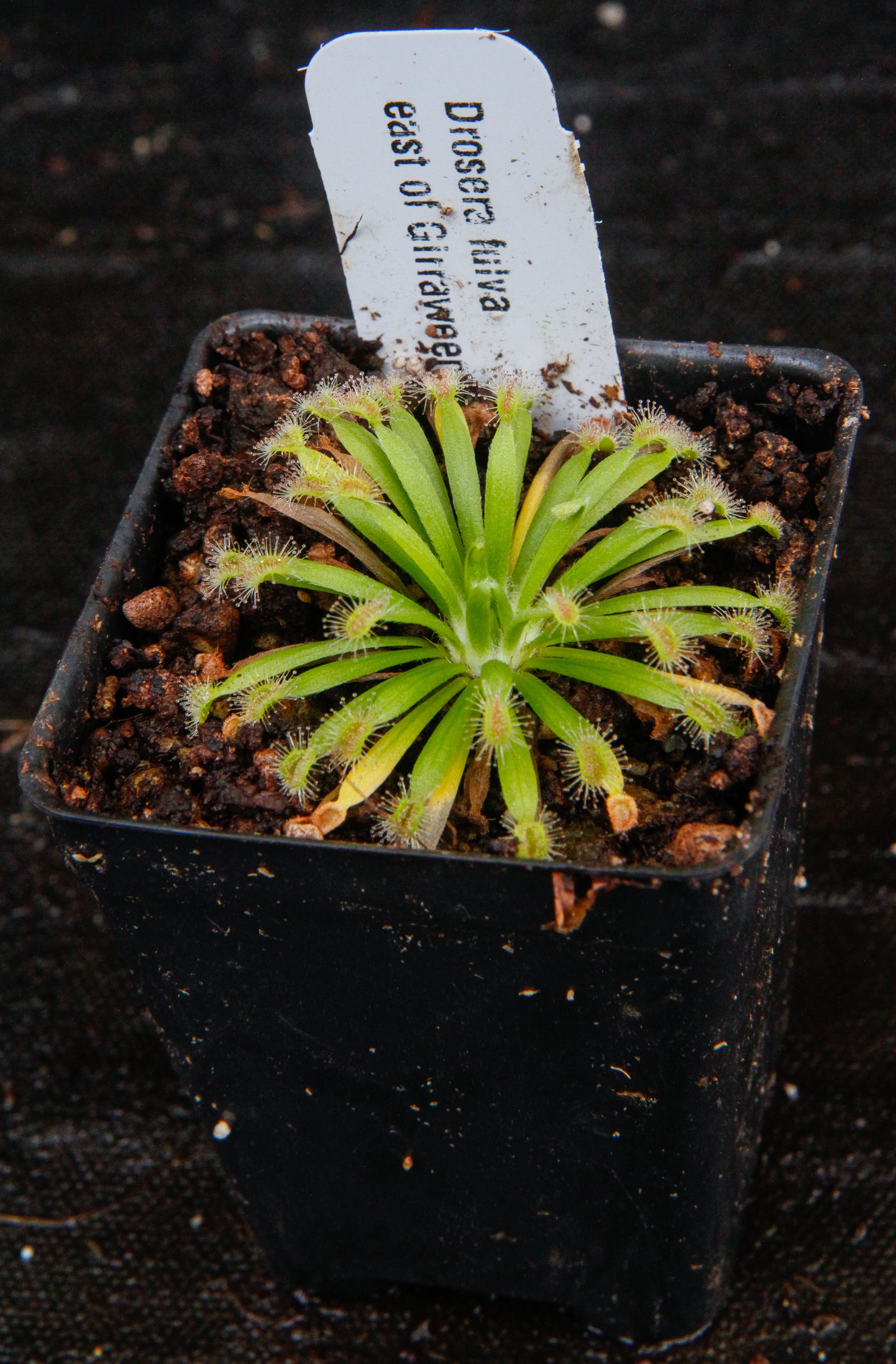Drosera fulva sundew – Carnivero