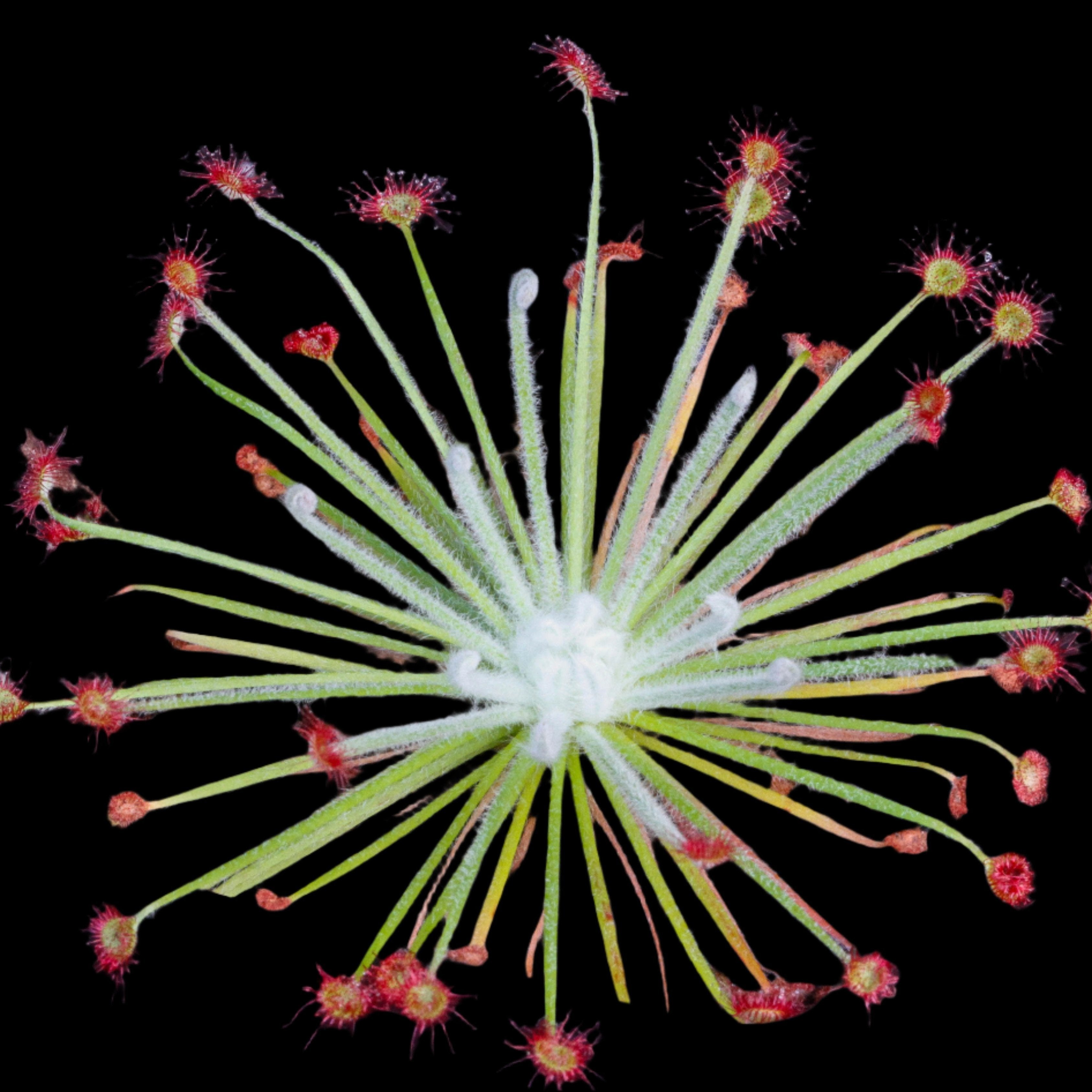 Drosera lanata sundew – Carnivero
