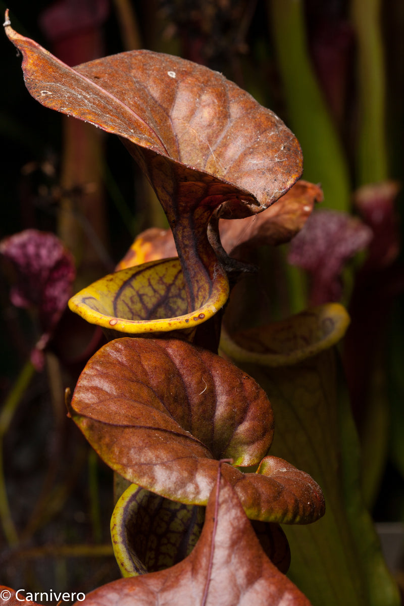 Sarracenia flava var. cuprea – Carnivero