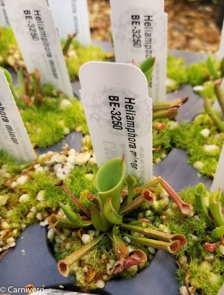 Heliamphora minor, Sun Pitcher – Carnivero