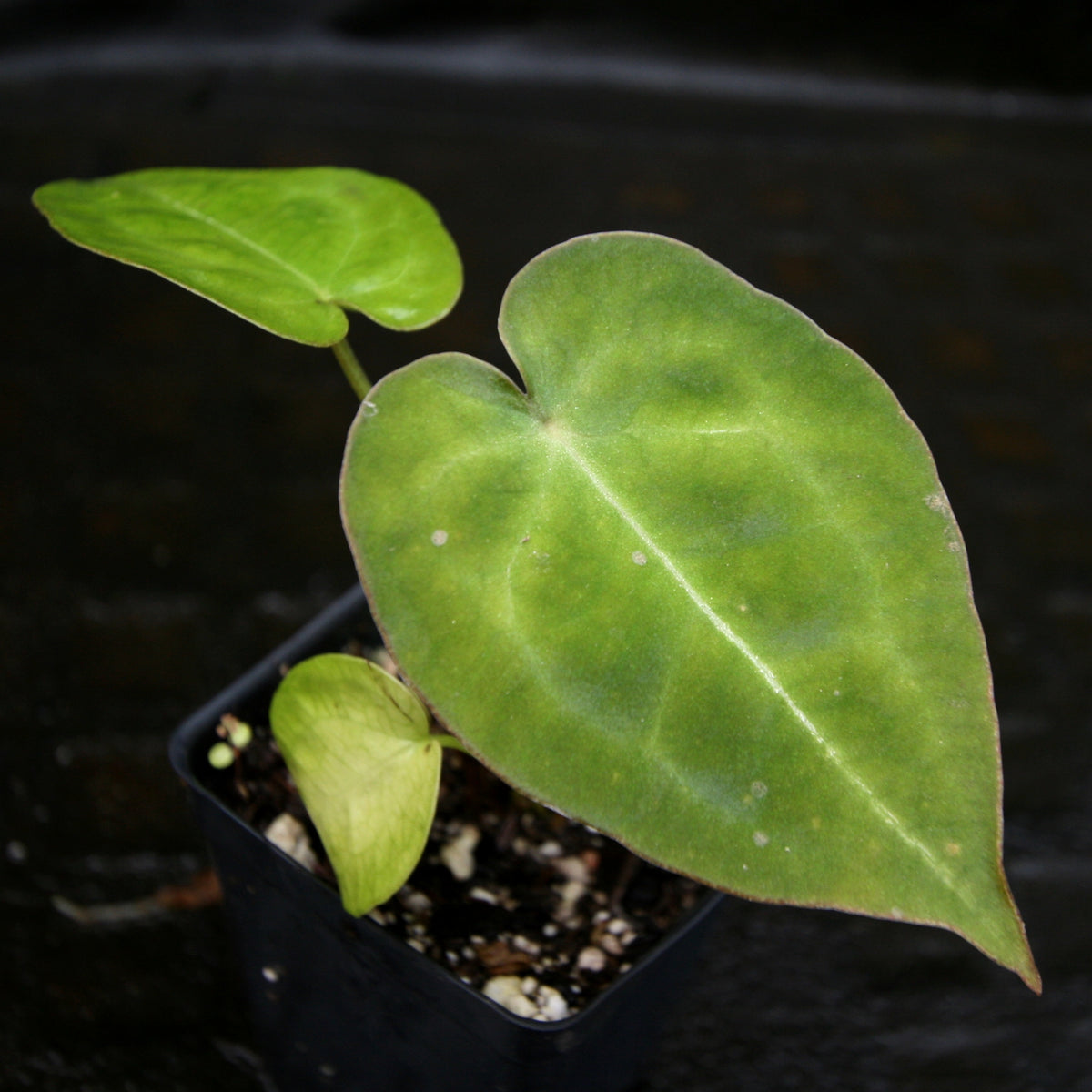Anthurium forgetii Dark Form, CAR-0203 – Carnivero