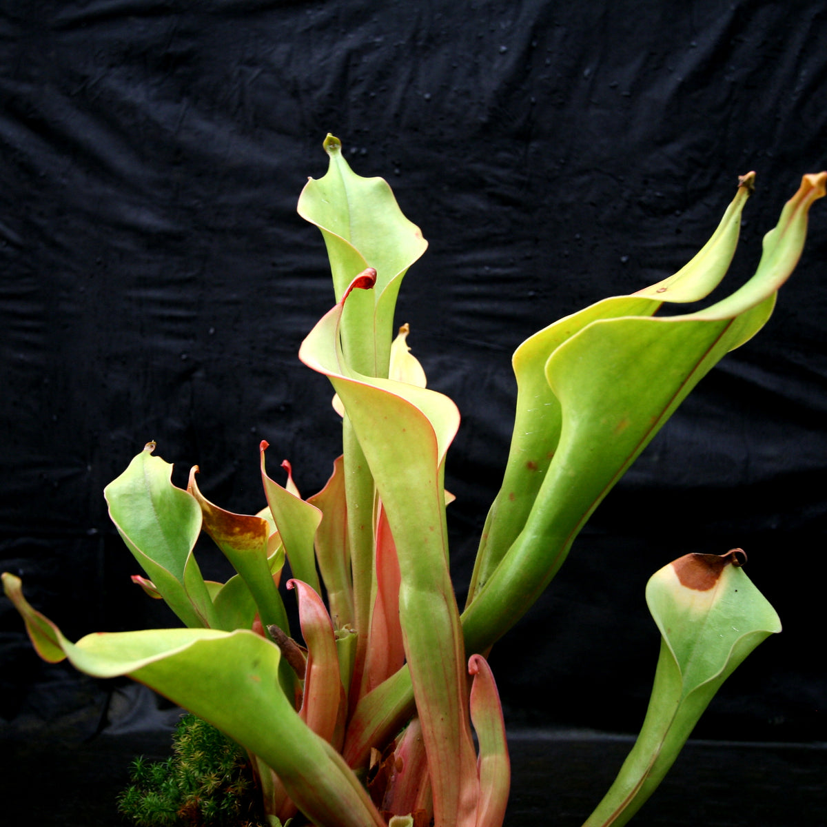 Heliamphora "Godzilla" – Carnivero