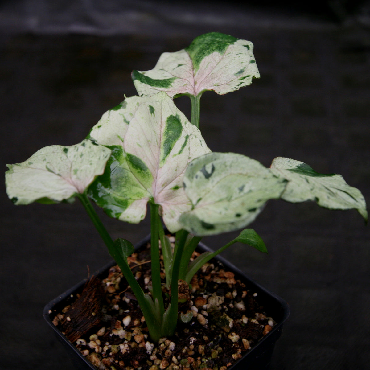 Syngonium Green Splash – Carnivero