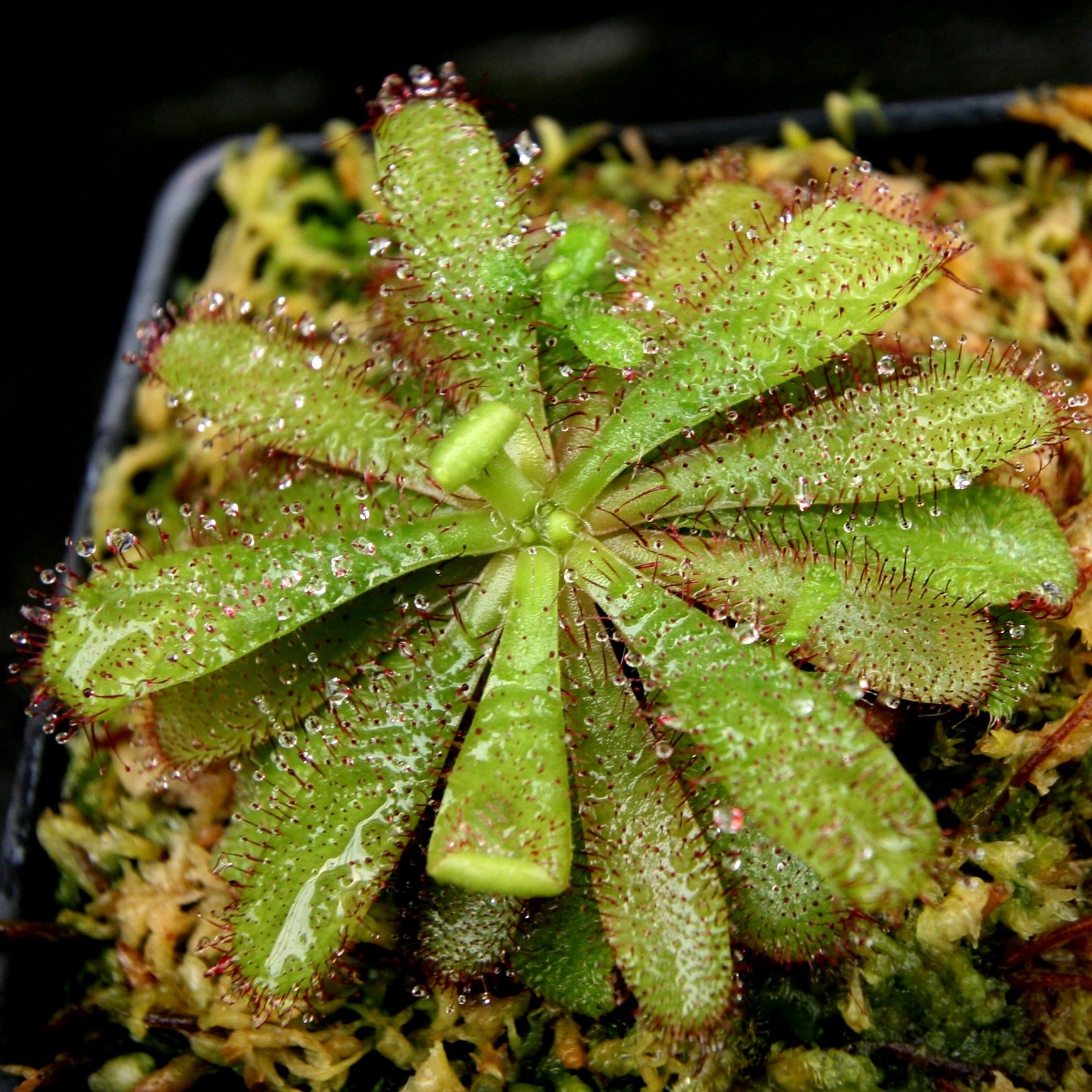 Drosera hamiltonii, Rosy Sundew – Carnivero