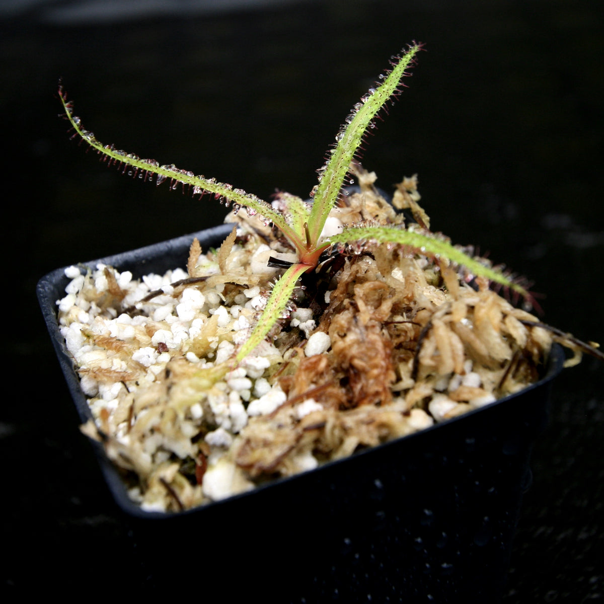 Drosera regia - King Sundew – Carnivero