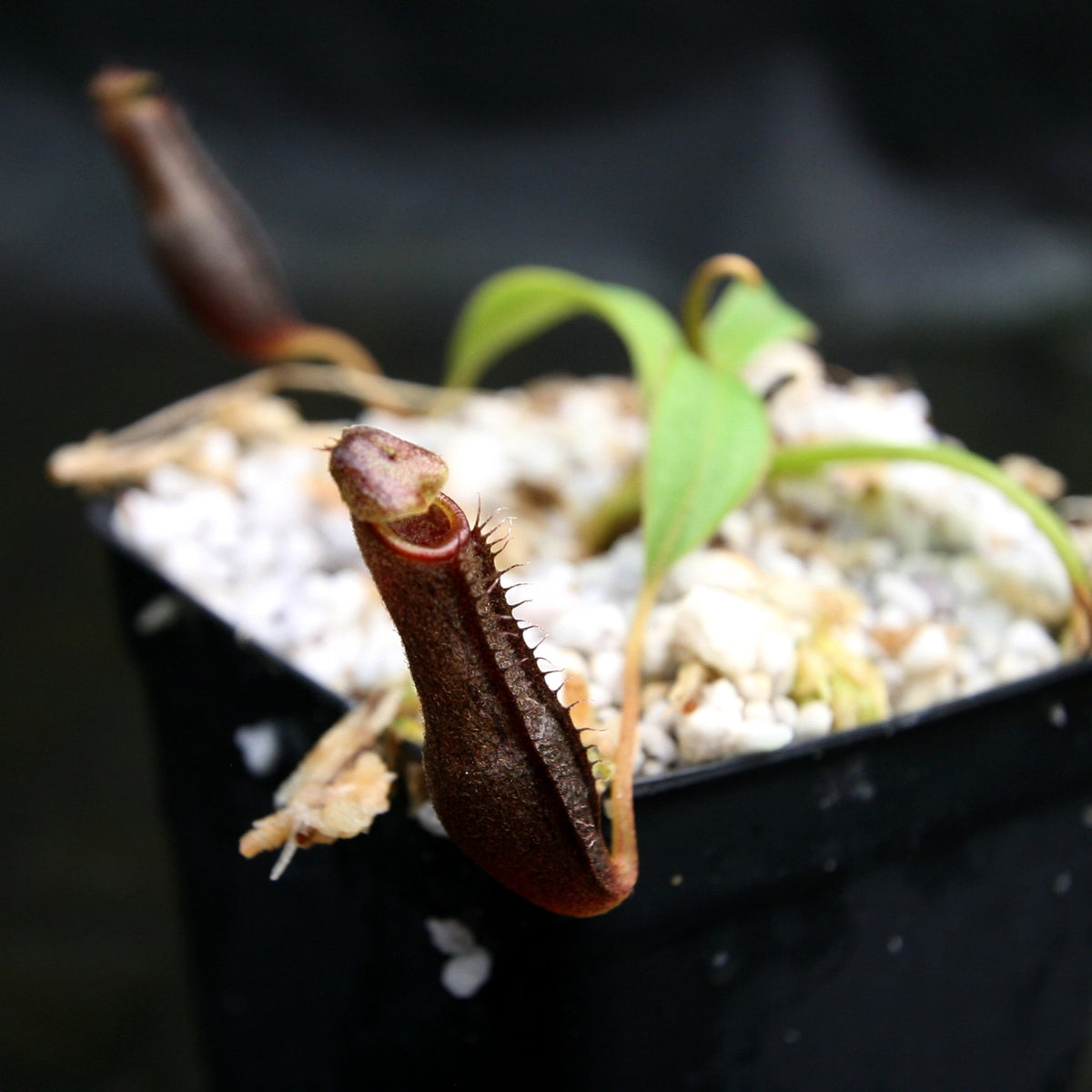 Nepenthes lingulata, BE-3463 – Carnivero