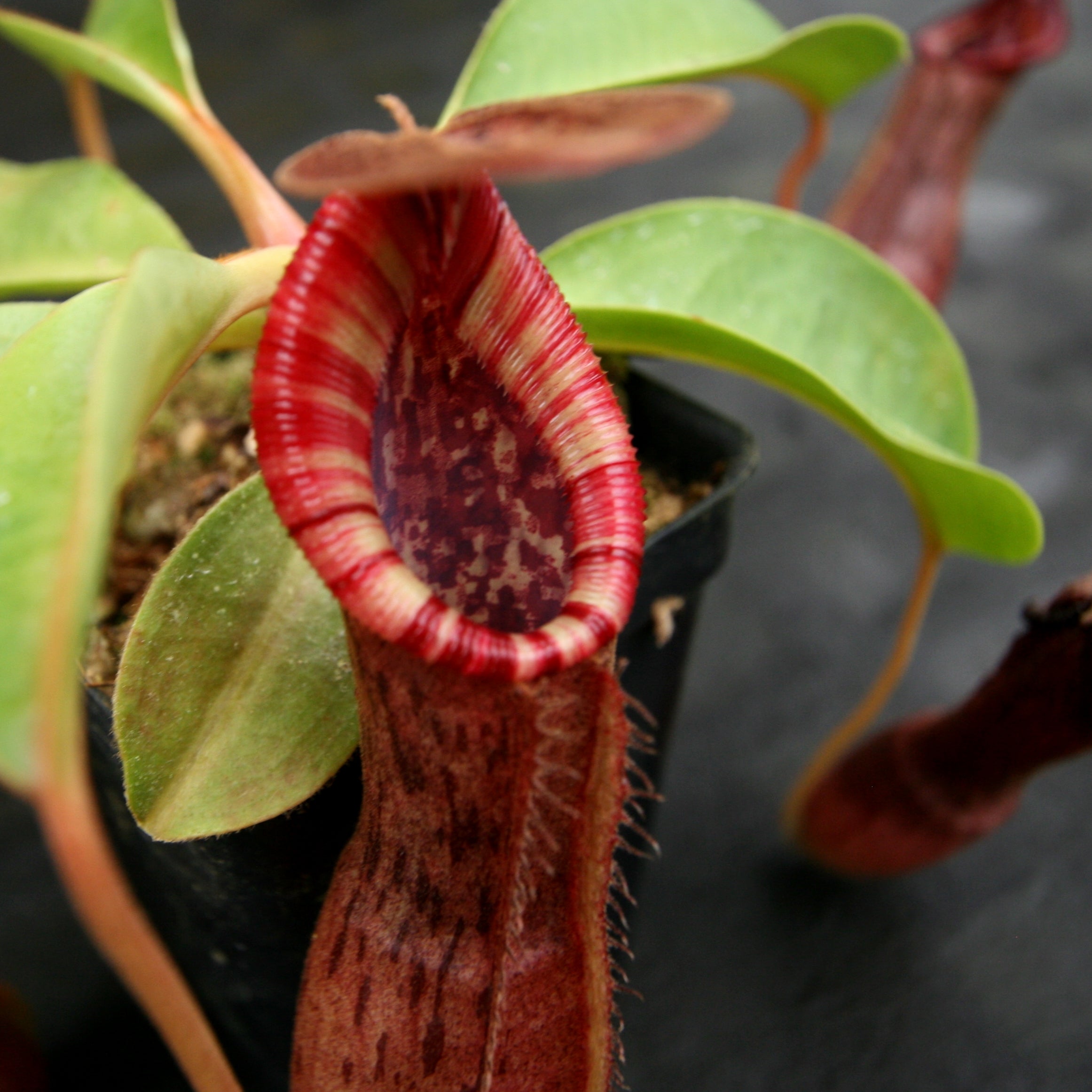 Nepenthes (spathulata x lowii) x redonkulas, CAR-0160 – Carnivero