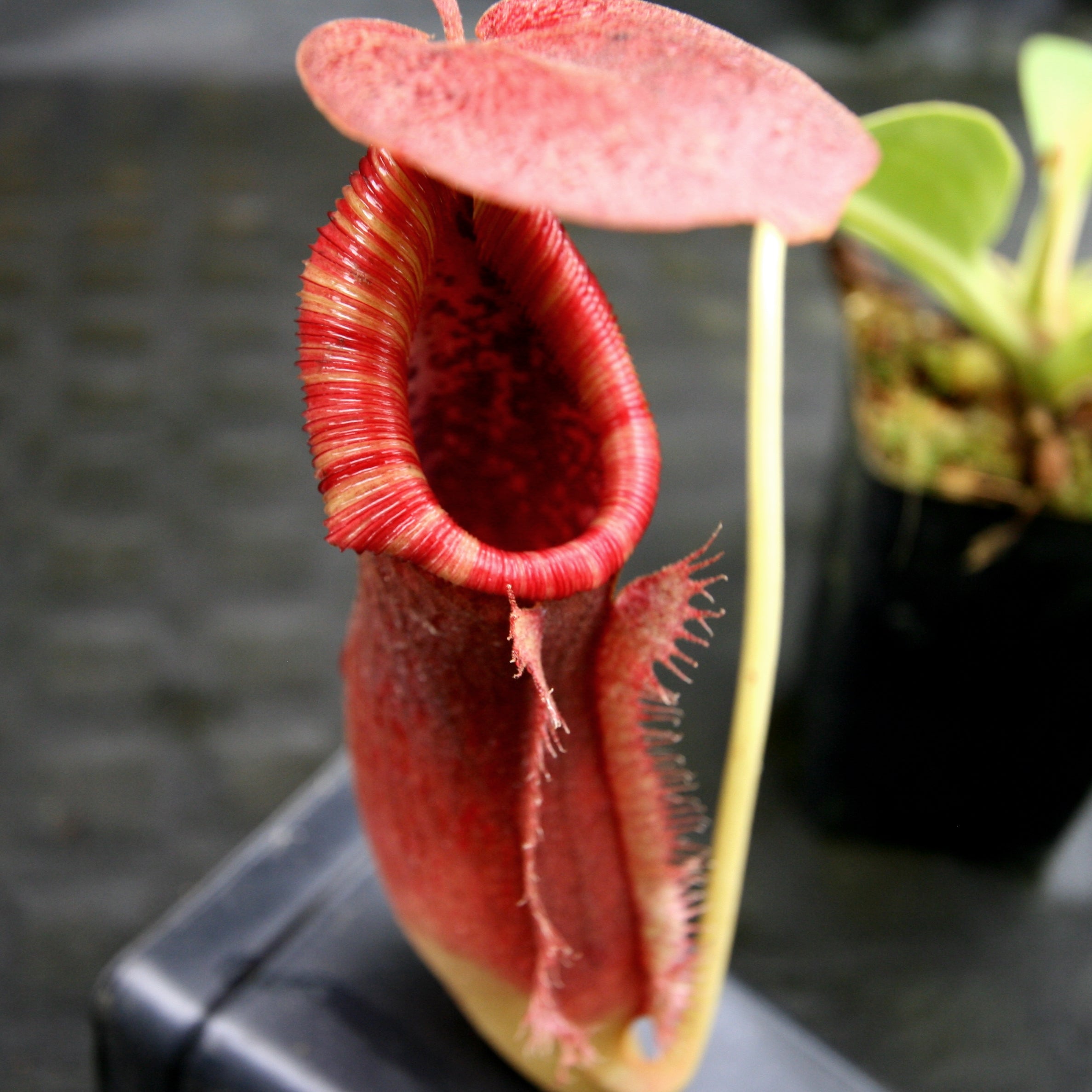 Nepenthes (spathulata x lowii) x redonkulas, CAR-0160 – Carnivero
