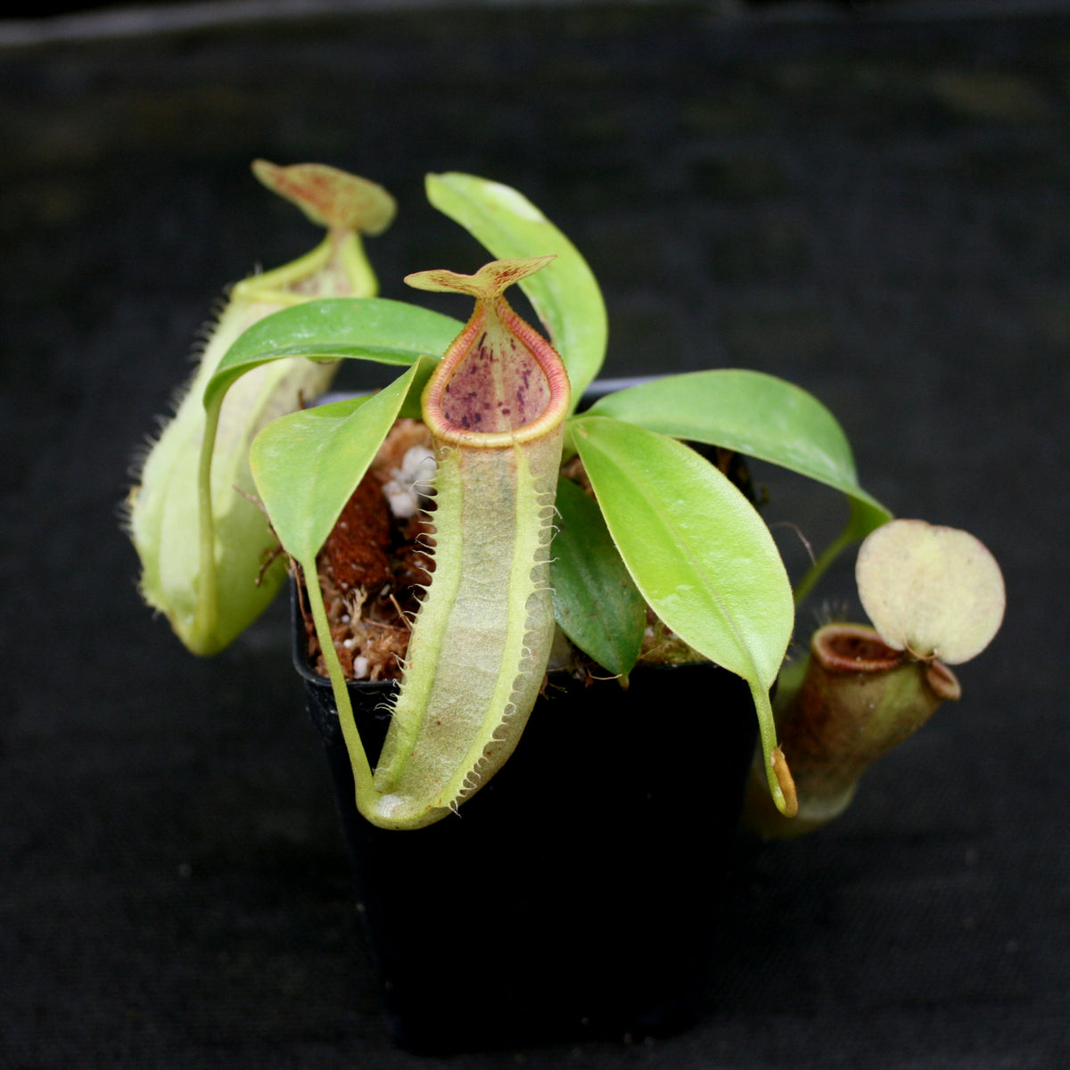 Nepenthes spathulata x campanulata BE-3796 – Carnivero
