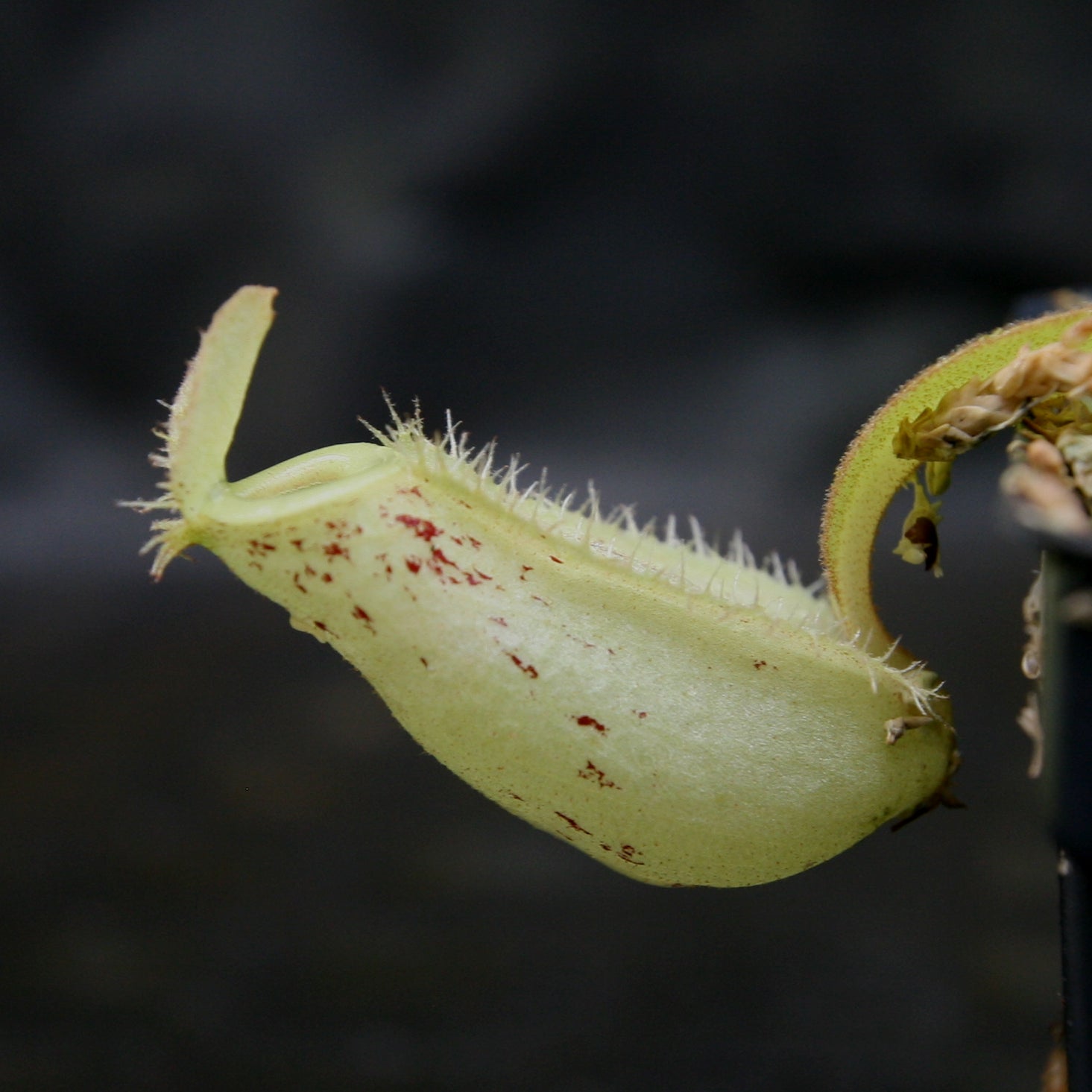 Nepenthes ampullaria red with green peristome, CAR-0220 – Carnivero