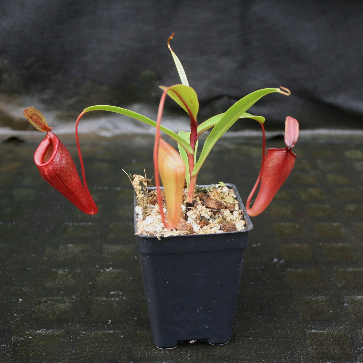 Nepenthes jamban x dubia – Carnivero
