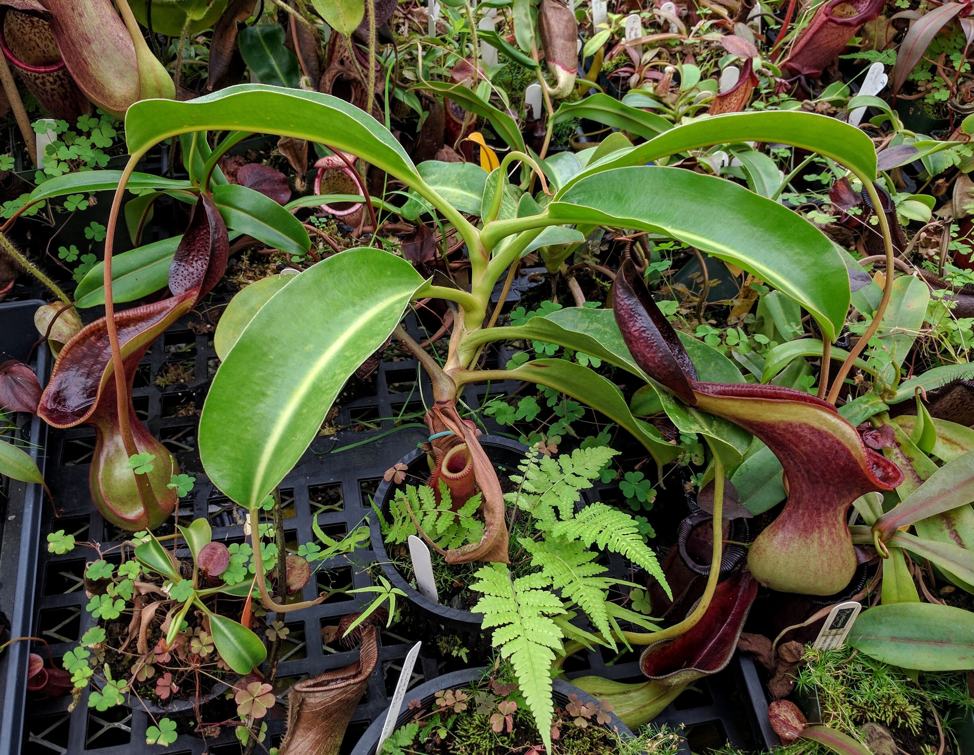 Nepenthes Lowii New Arrivals 2025