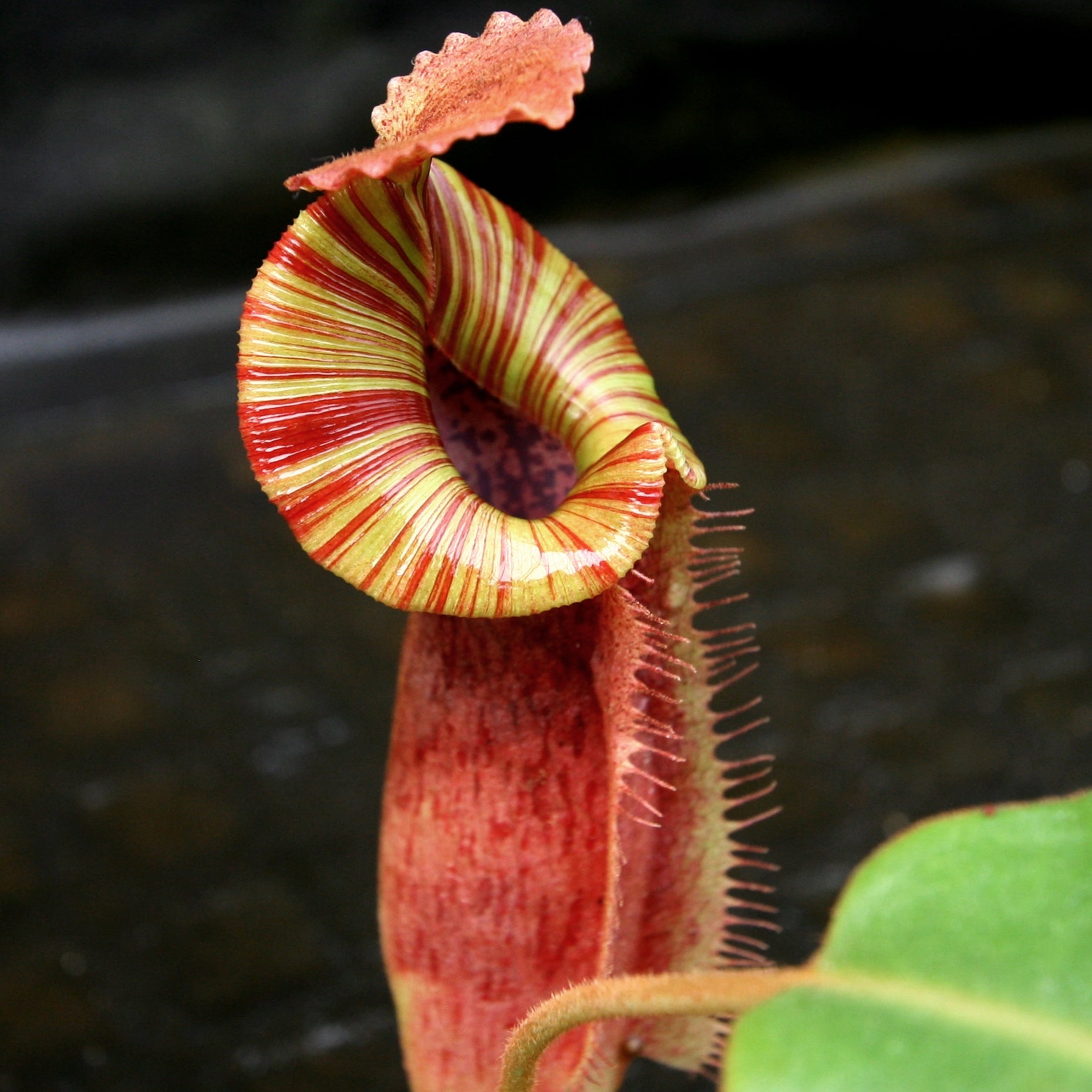 Nepenthes (veitchii x platychila) x Redonkulas, CAR-0165 – Carnivero