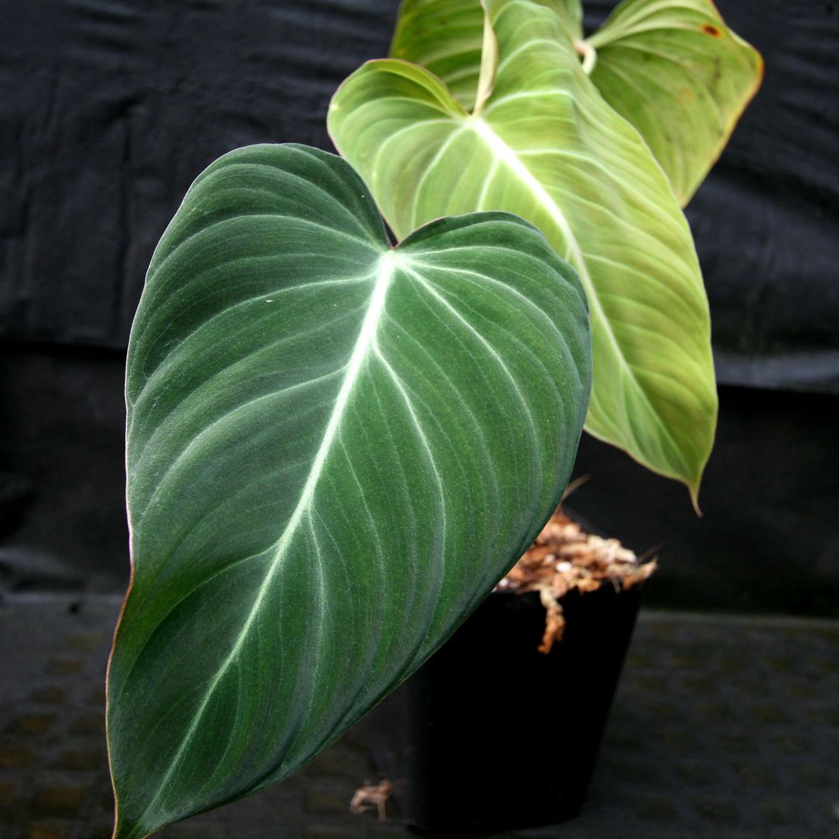 Philodendron Glorious (gloriosum x melanochrysum) – Carnivero
