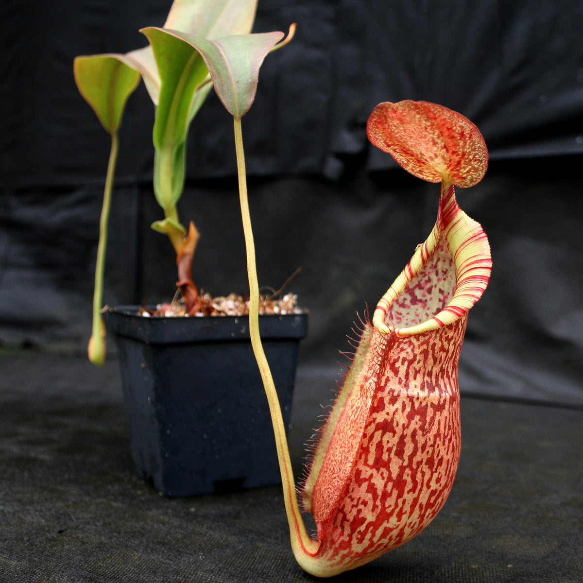 Nepenthes spathulata x spectabilis, BE-3314 – Carnivero