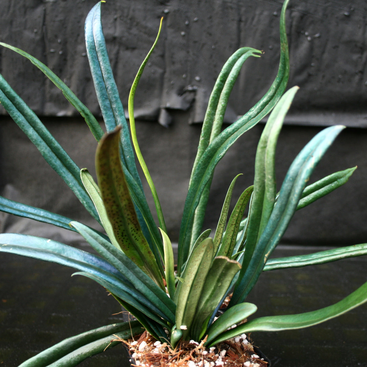 Microsorum thailandicum, Blue Oil Fern – Carnivero
