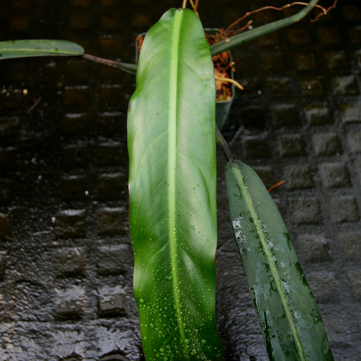 Long Leaves