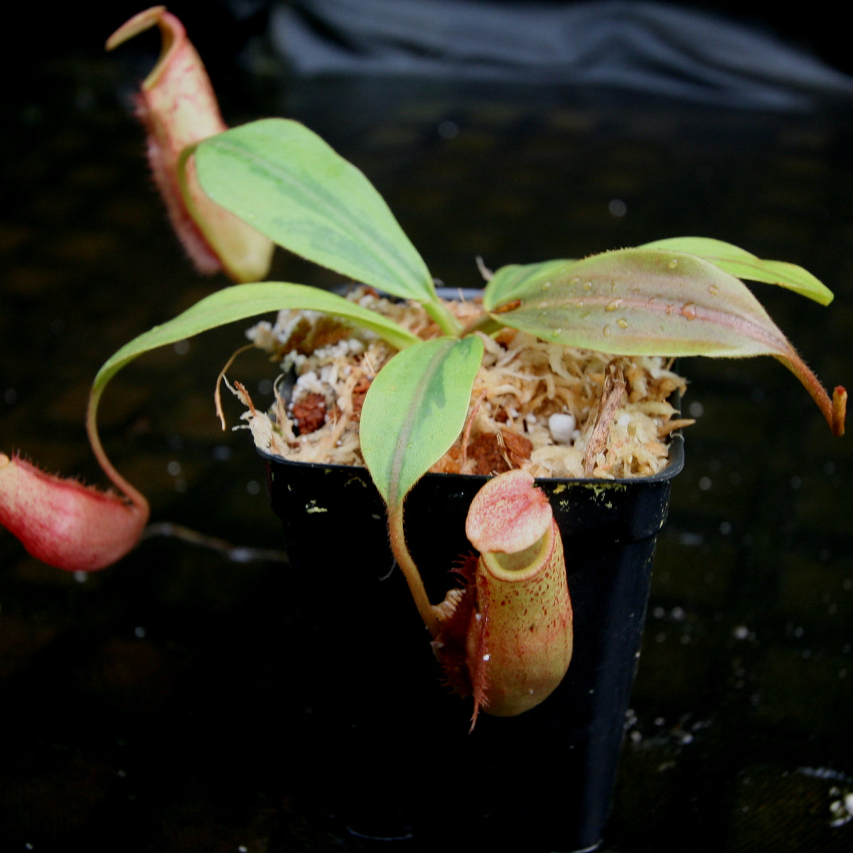 Nepenthes veitchii JB x mira, variegated, CAR-0230 – Carnivero