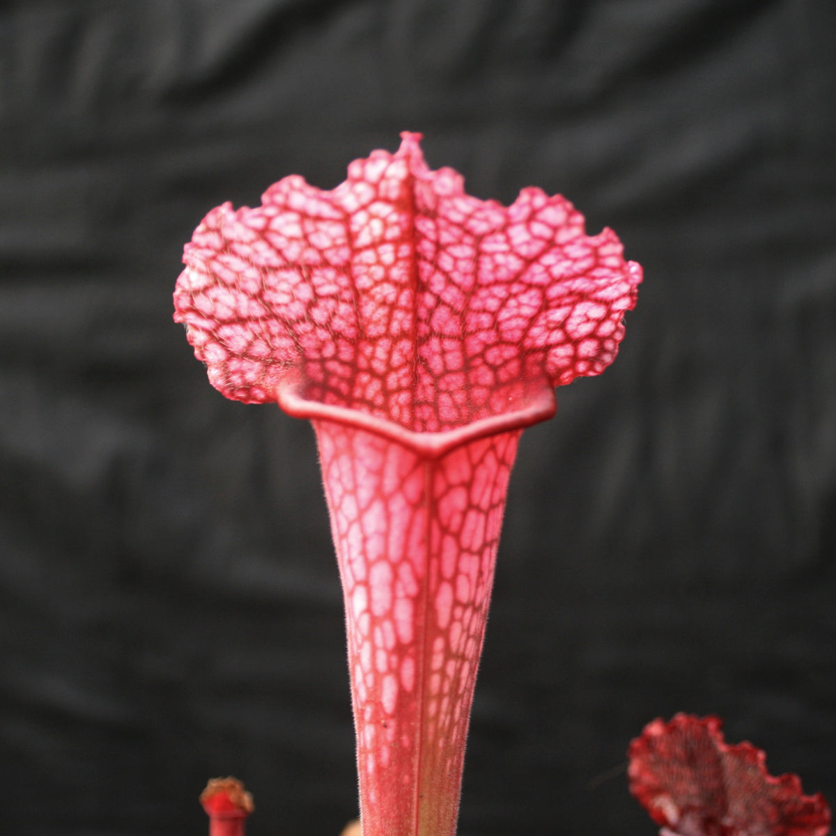Sarracenia 'Juthatip Soper' – Carnivero