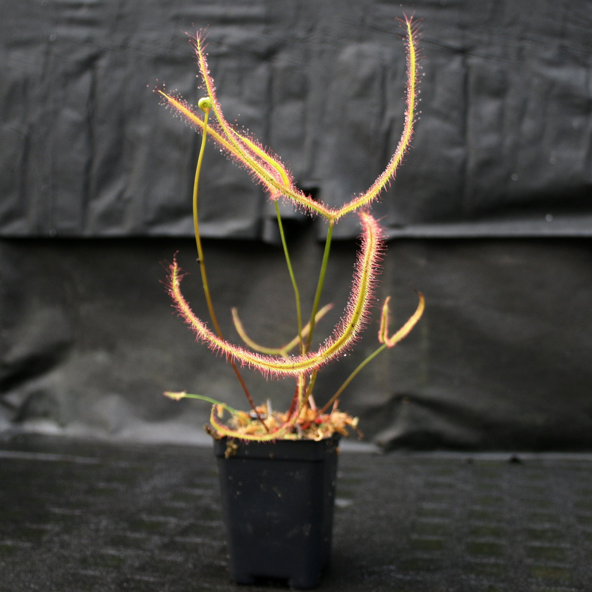Drosera binata, Forked Sundew – Carnivero