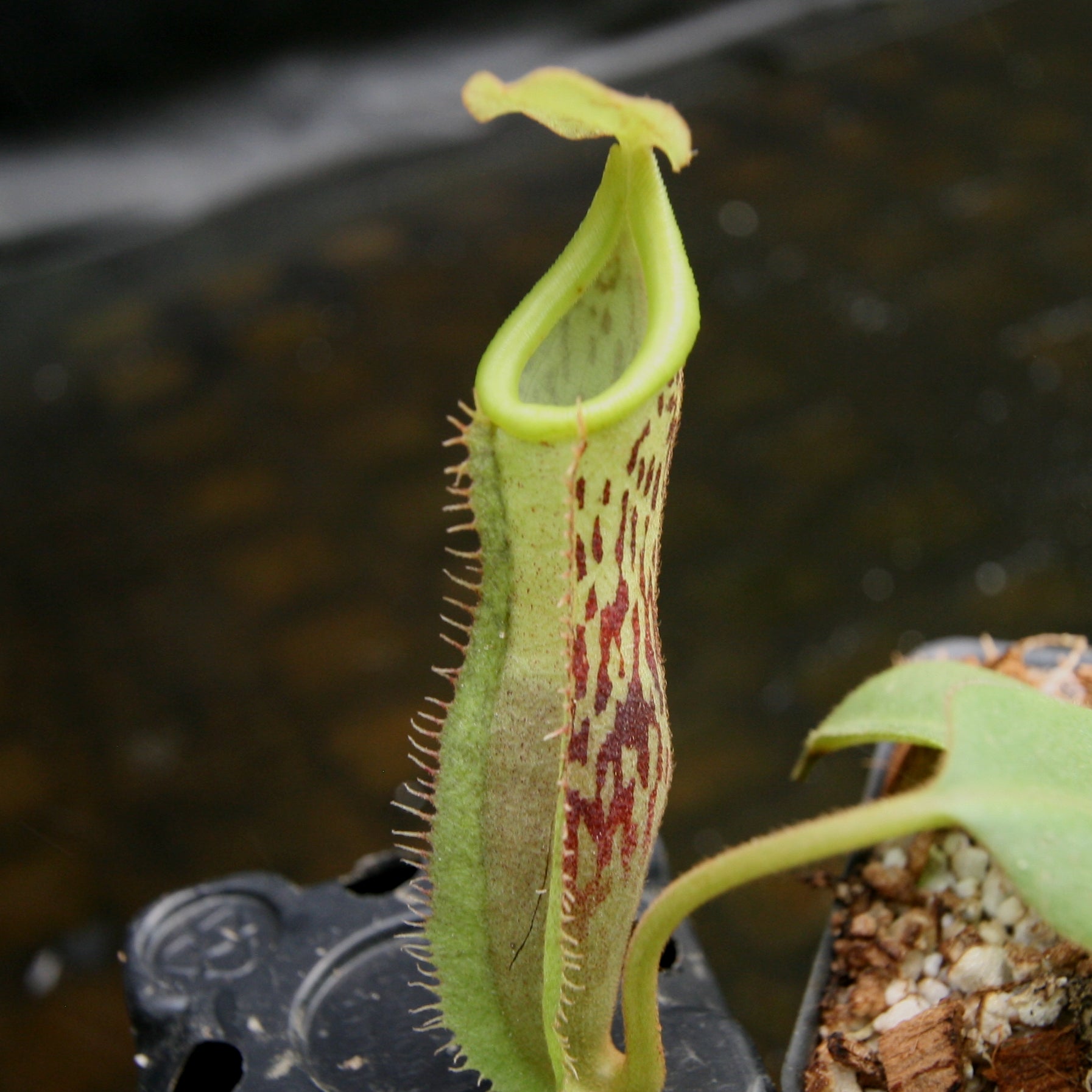 Nepenthes spathulata x platychila, BE-3945 – Carnivero