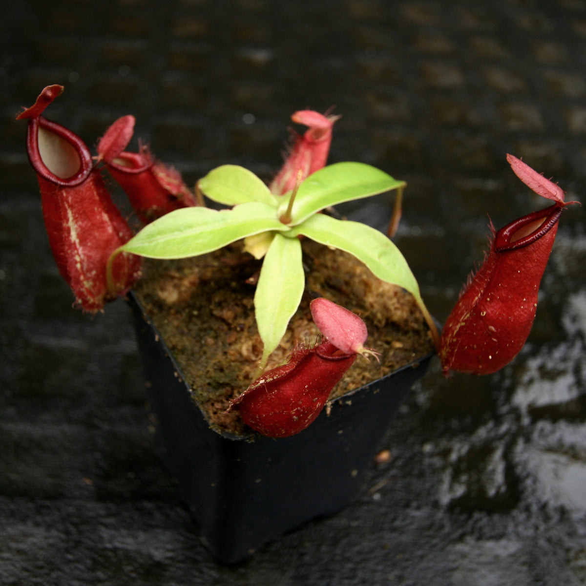 Nepenthes ampullaria (William's Red x Harlequin) x (sibuyanensis x mer ...