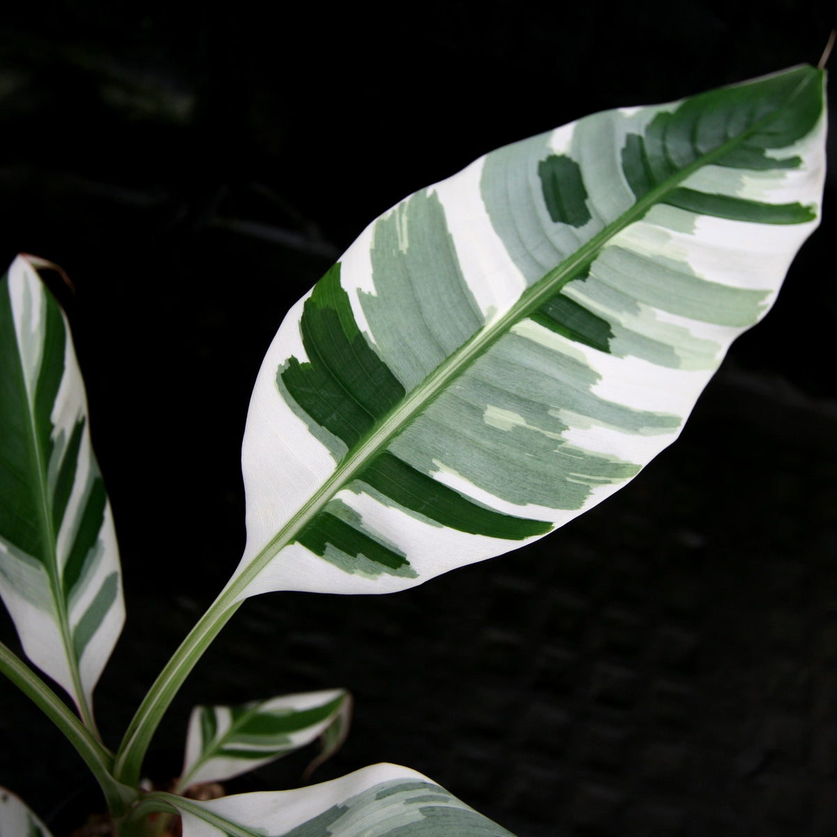 Musa "Florida Variegated" – Carnivero