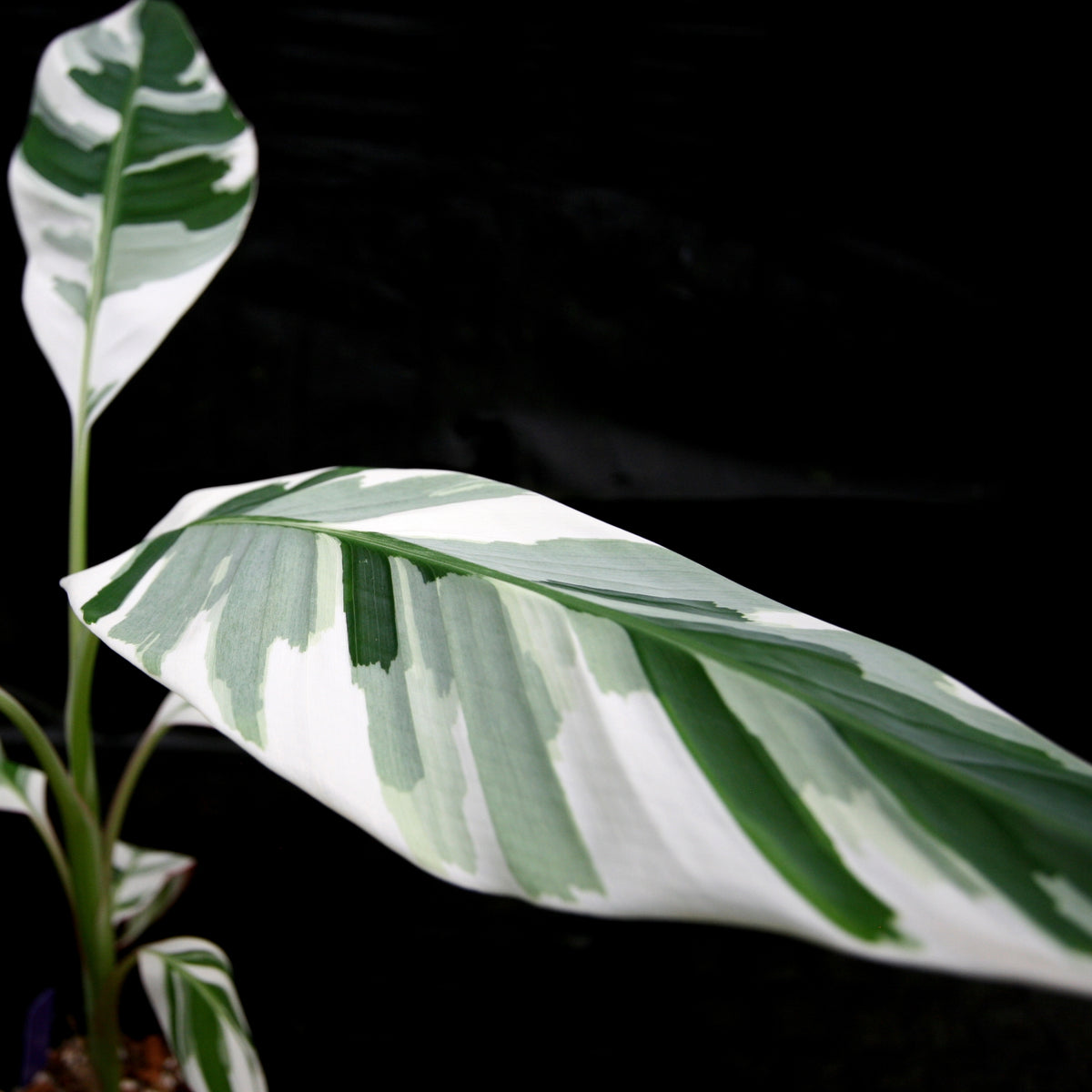 Musa "Florida Variegated" – Carnivero