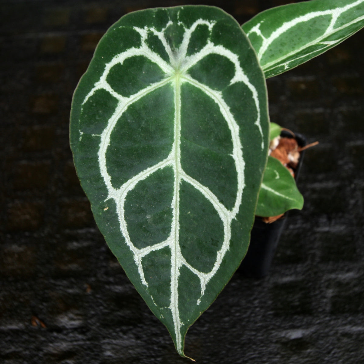Anthurium crystallinum 'Dark' x forgetii Silver, CAR-0238 – Carnivero